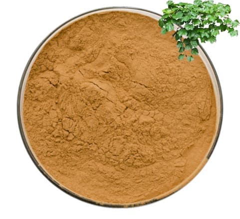 Ivy leaf extract wholesaler Hedera helix factory China,US stock